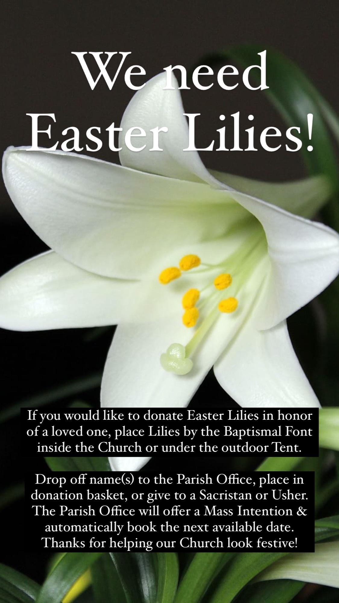 Donate Easter Lilies! – ST. BARNABAS CHURCH